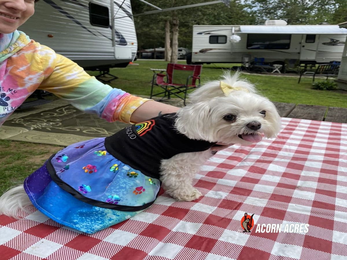 Acorn Acres Campground, Camping Near Me - RV Park, Cabins, Tent Camping ...